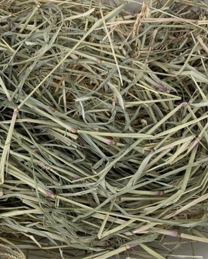 Low Sugar Rhodes Grass (STEAMED)- 14 pack - $24/bale – Hay Direct ...